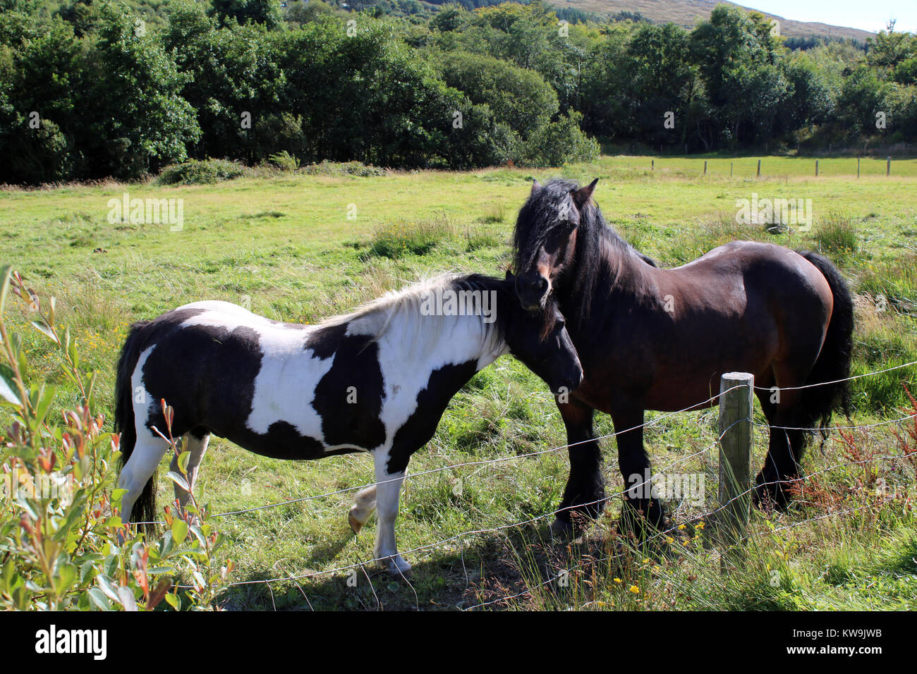 Equestrian countryside scene hi-res stock photography and images - Alamy