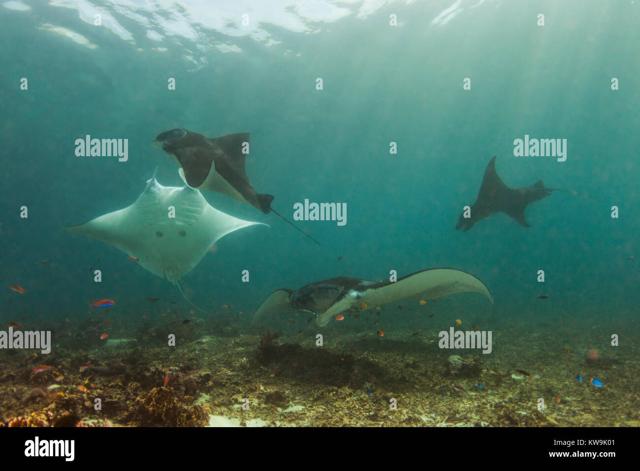 Manta point indonesia coral hi-res stock photography and images - Alamy