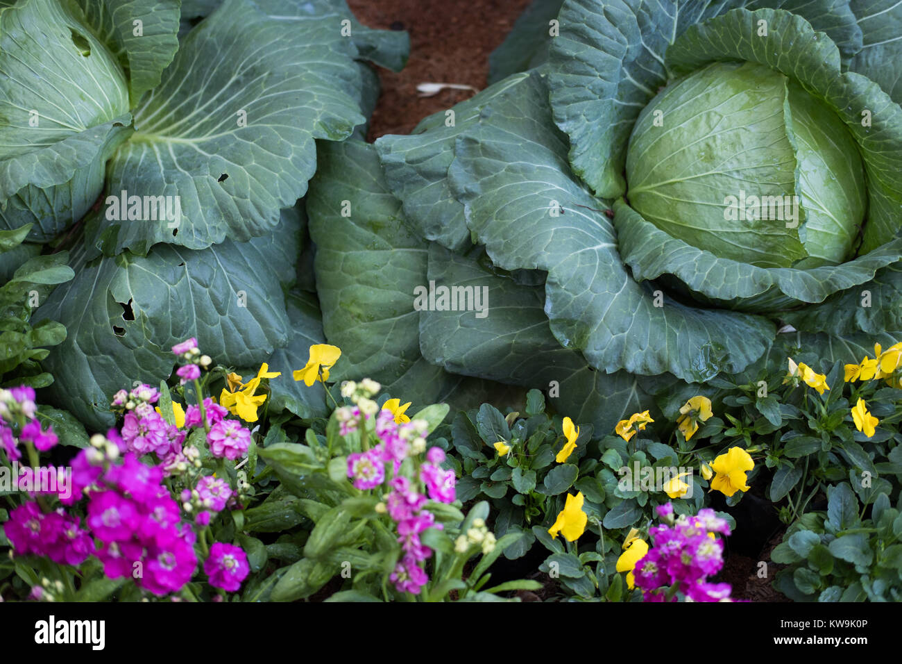 juicy fresh sweet cabbage growing in vegetable garden Stock Photo - Alamy