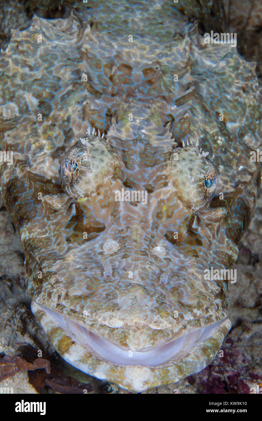 Crocodile Fish (Papilloculiceps longiceps Stock Photo - Alamy