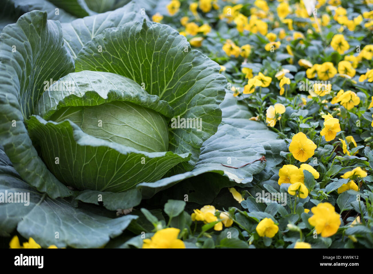 juicy fresh sweet cabbage growing in vegetable garden Stock Photo - Alamy