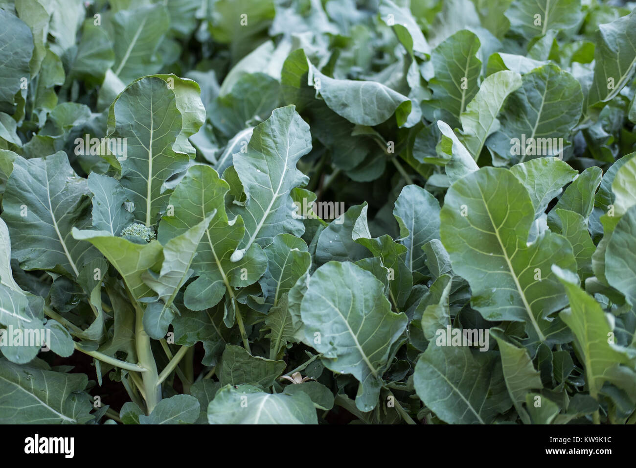 broccolini plant in field. raw broccoli growing in vegetable garden ...