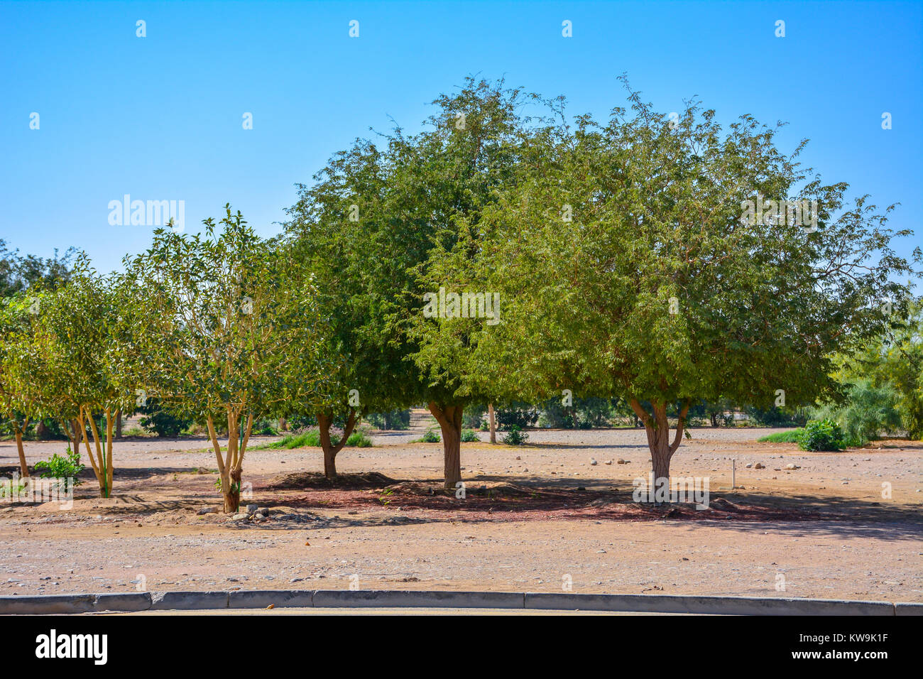 Terminalia trees hi-res stock photography and images - Alamy