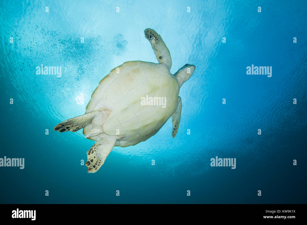 Female Green Sea Turtle (Chelonia mydas Stock Photo - Alamy