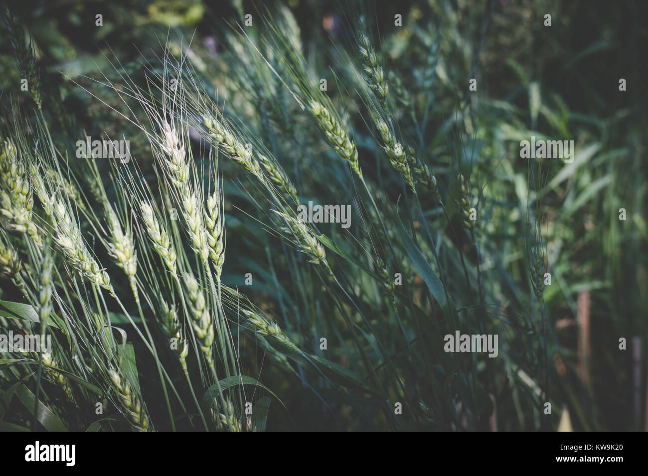 rice in paddy field in countryside. wheat meadow in farmland ...