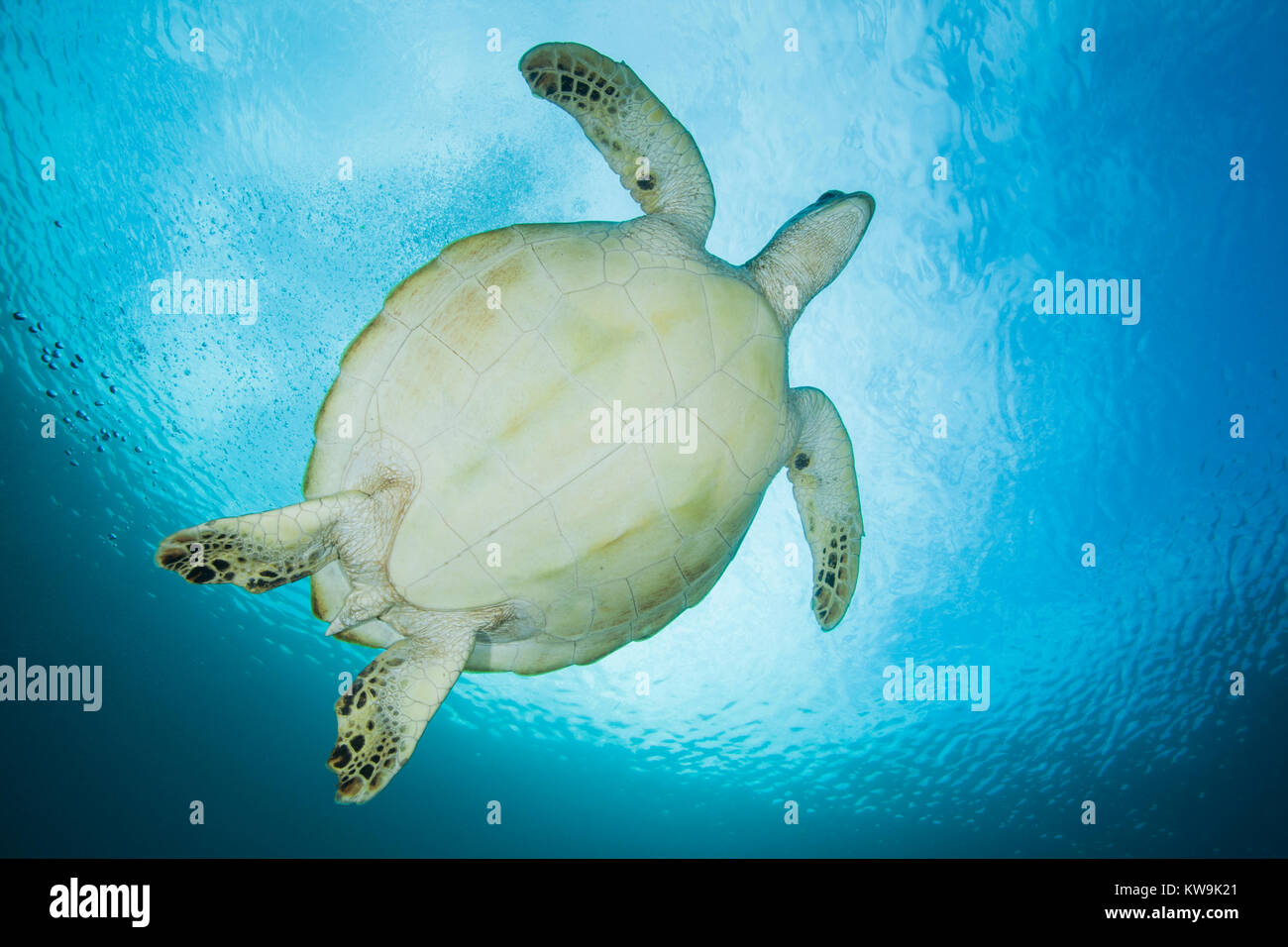 Female green sea turtle hi-res stock photography and images - Alamy
