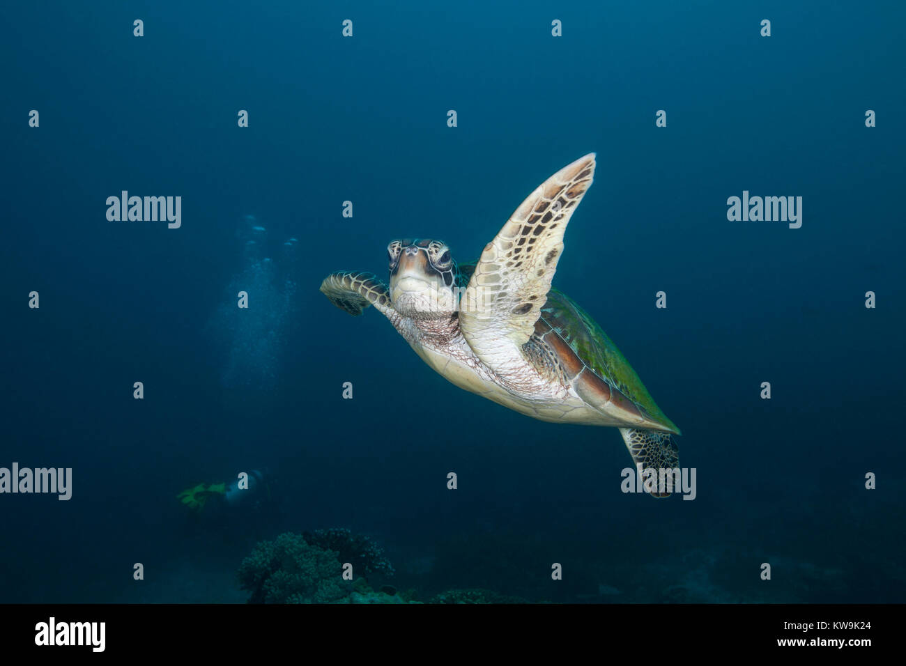Female green sea turtle hi-res stock photography and images - Alamy