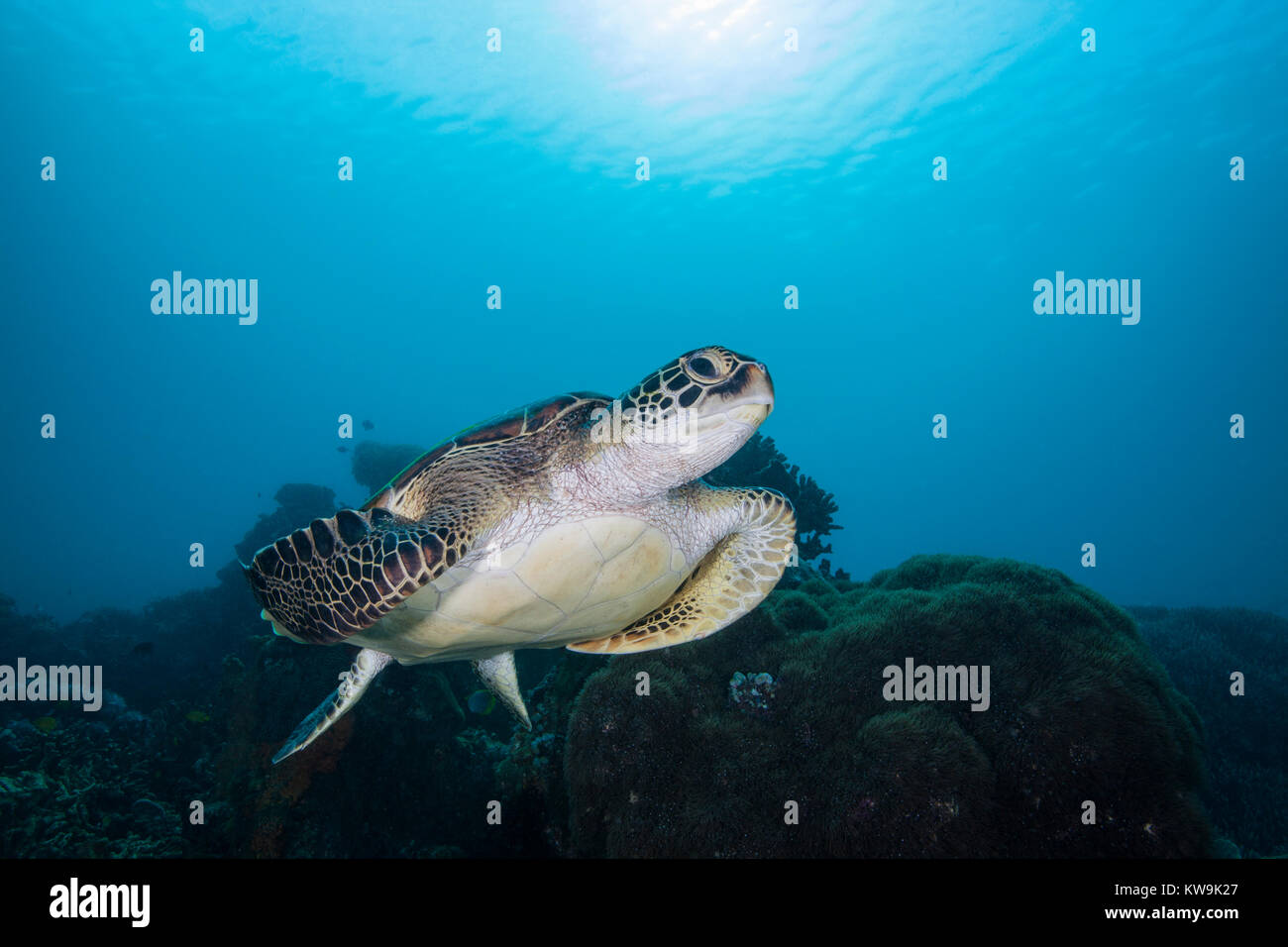 Female Green Sea Turtle (Chelonia mydas Stock Photo - Alamy