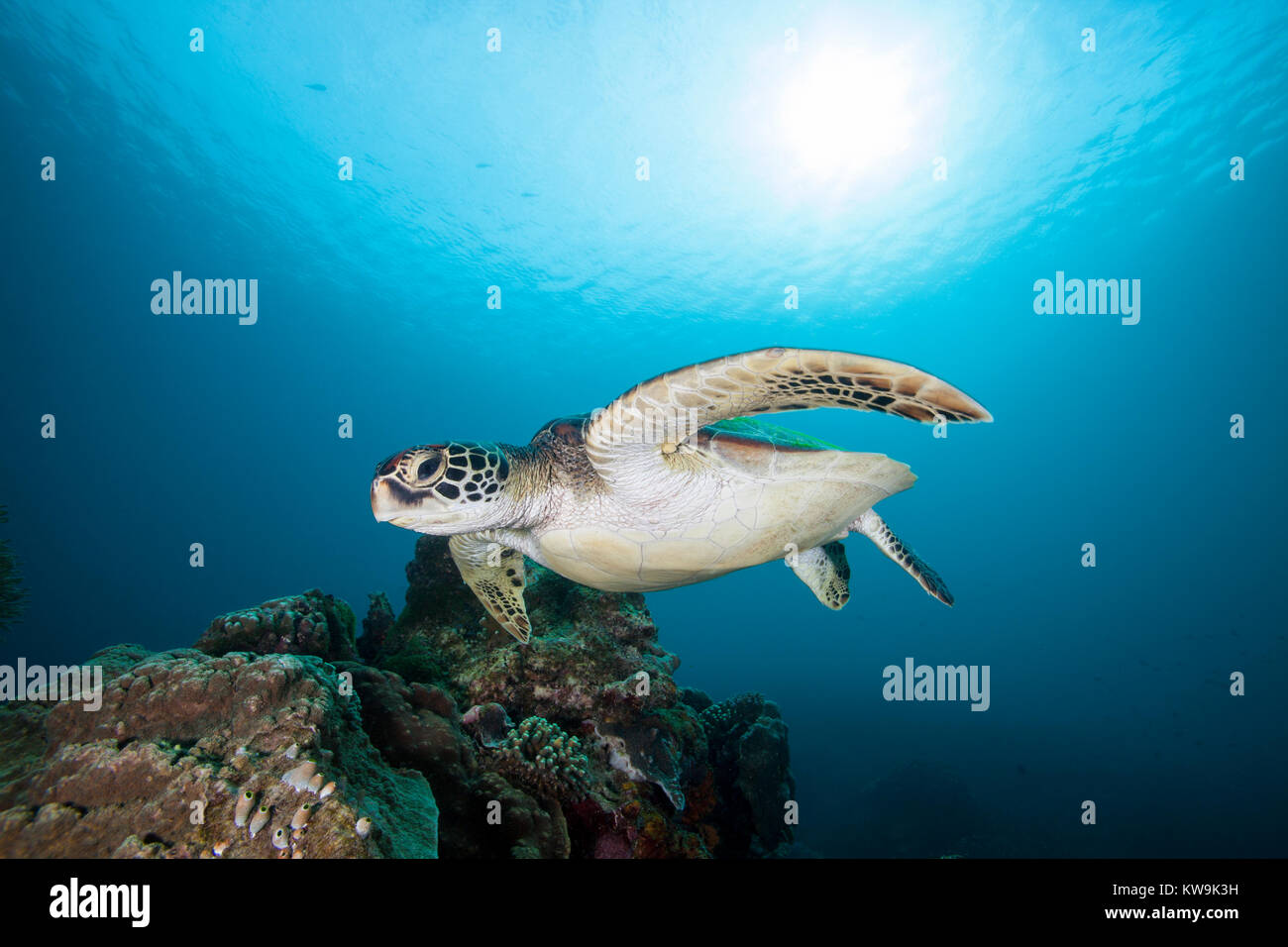 Female Green Sea Turtle (Chelonia mydas) and the Sun Stock Photo - Alamy