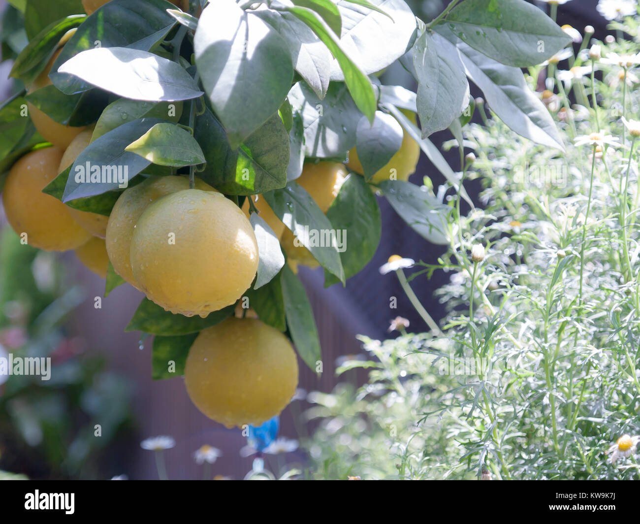 Lemon tree branch full of fruits Stock Photo - Alamy
