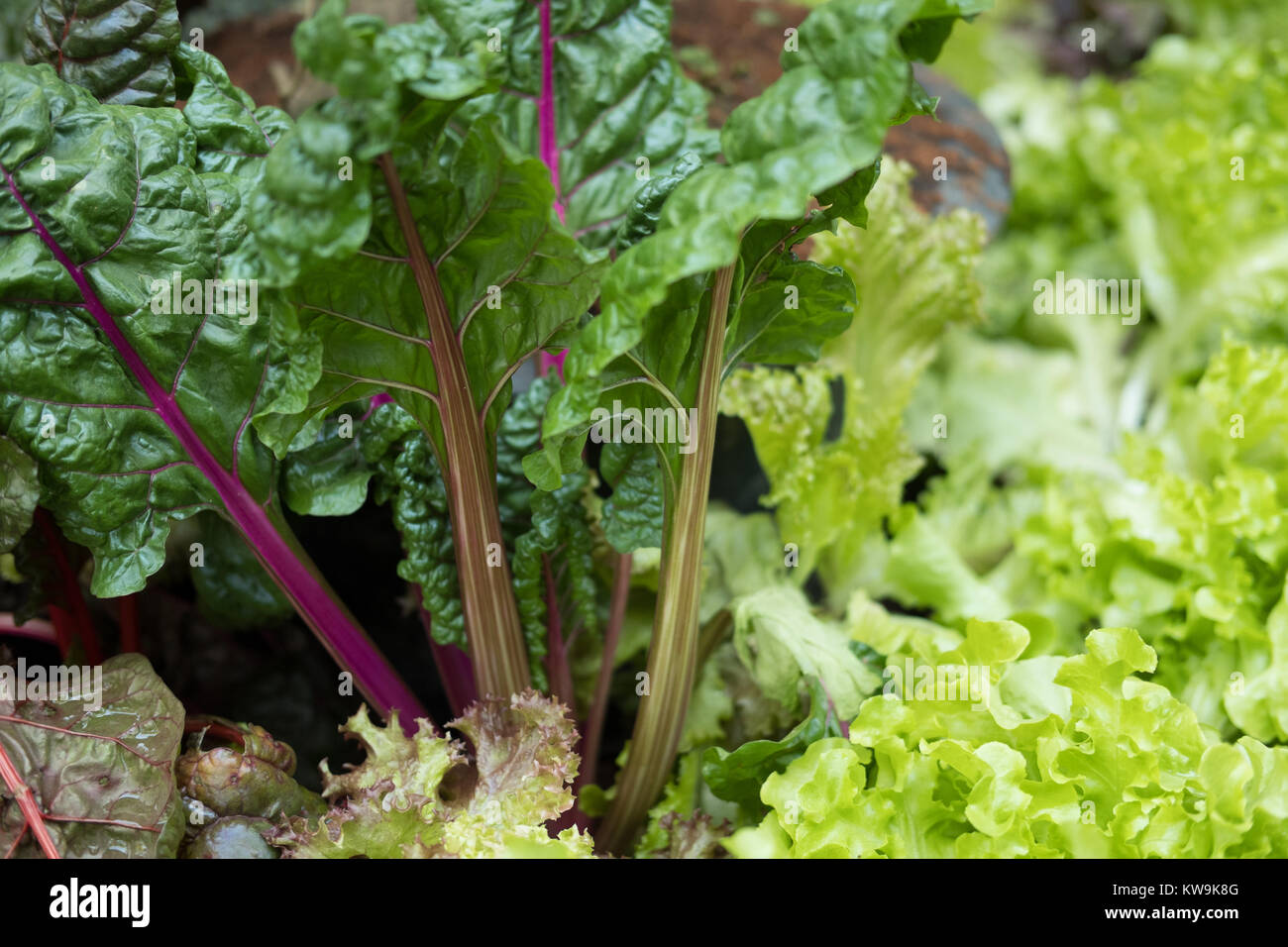 organic beet root plant growing in vegetable garden. soil cultivation ...