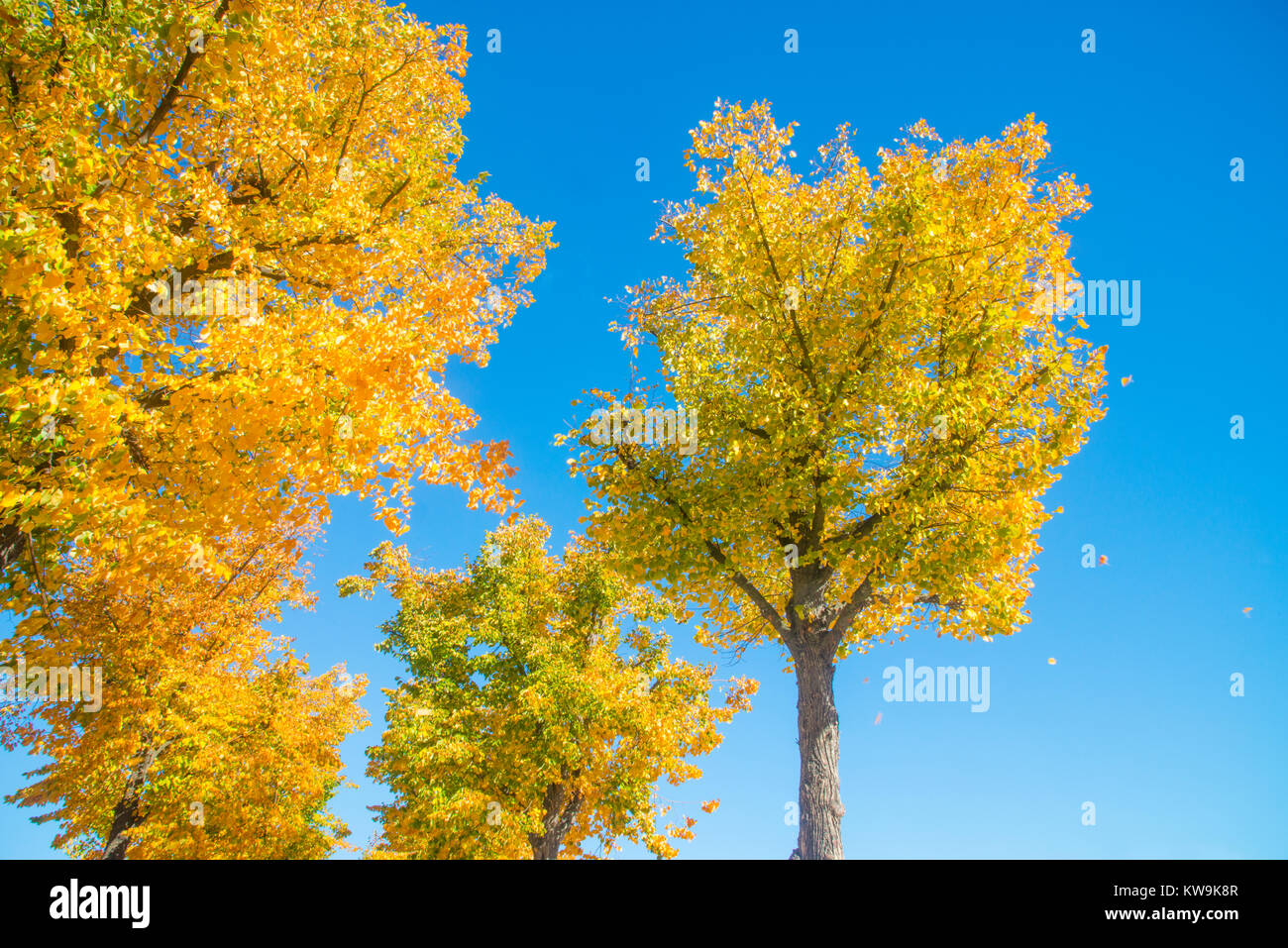 Deciduous trees in Autumn Stock Photo - Alamy