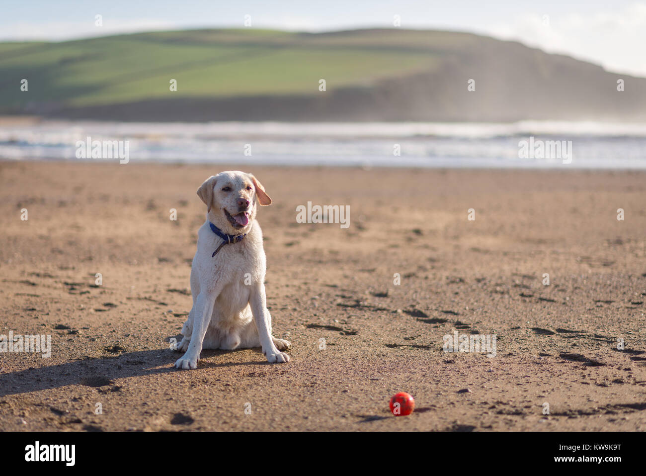 Waiting for his ball to be thrown Stock Photo - Alamy