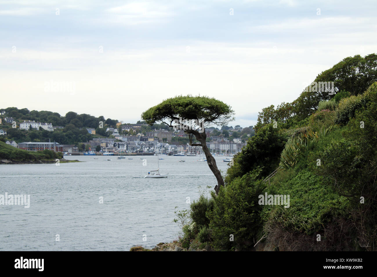 Tree hanging off of a cliff hi-res stock photography and images - Alamy