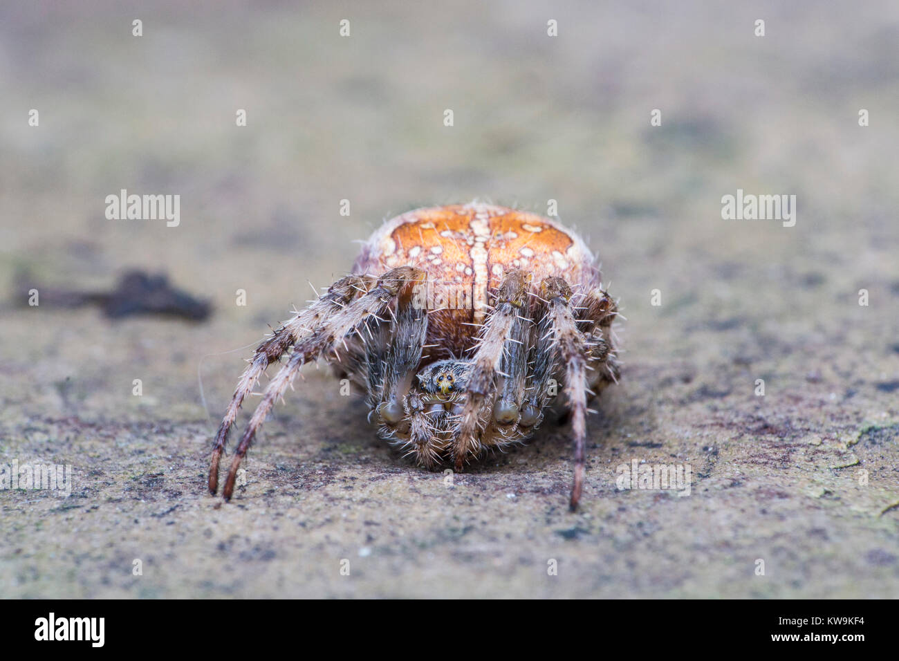 A curled up Garden Spider Stock Photo - Alamy