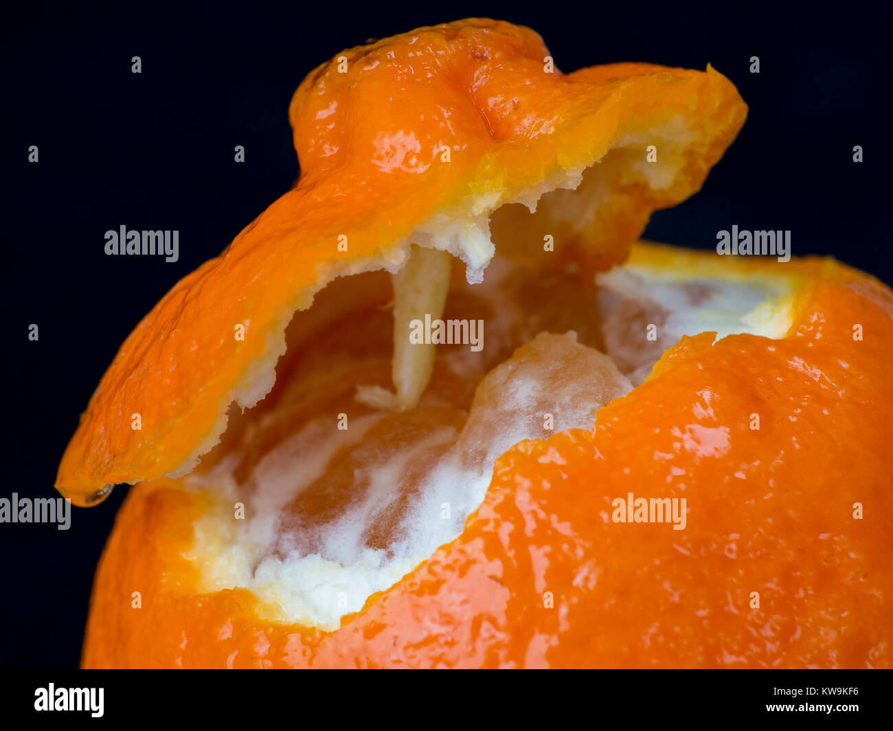 A macro photograph of a fresh tangerine Stock Photo - Alamy