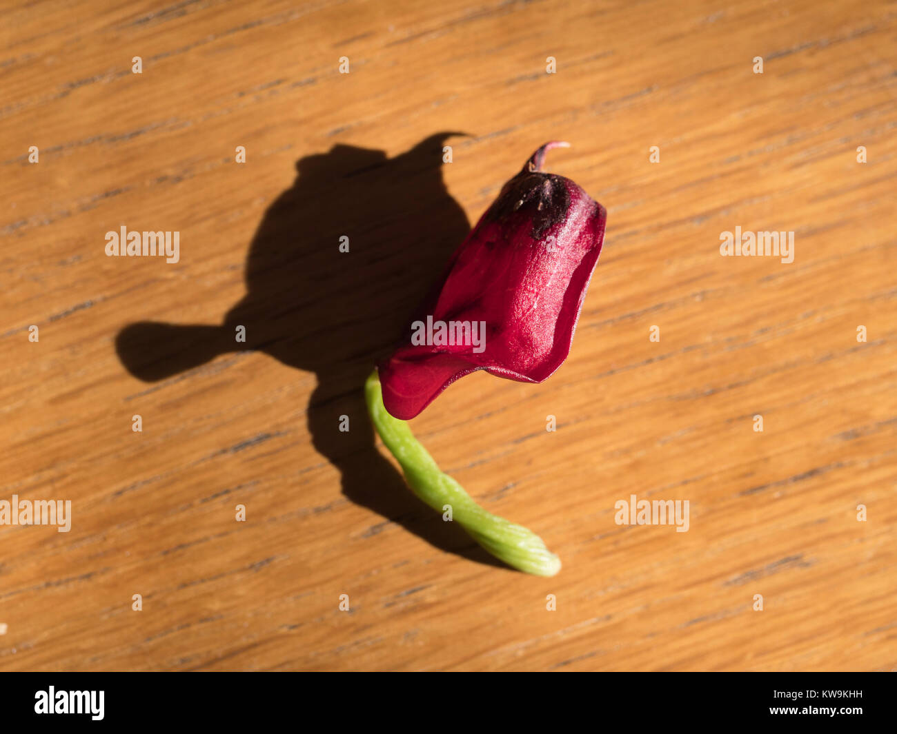 Red dead flower hi-res stock photography and images - Alamy