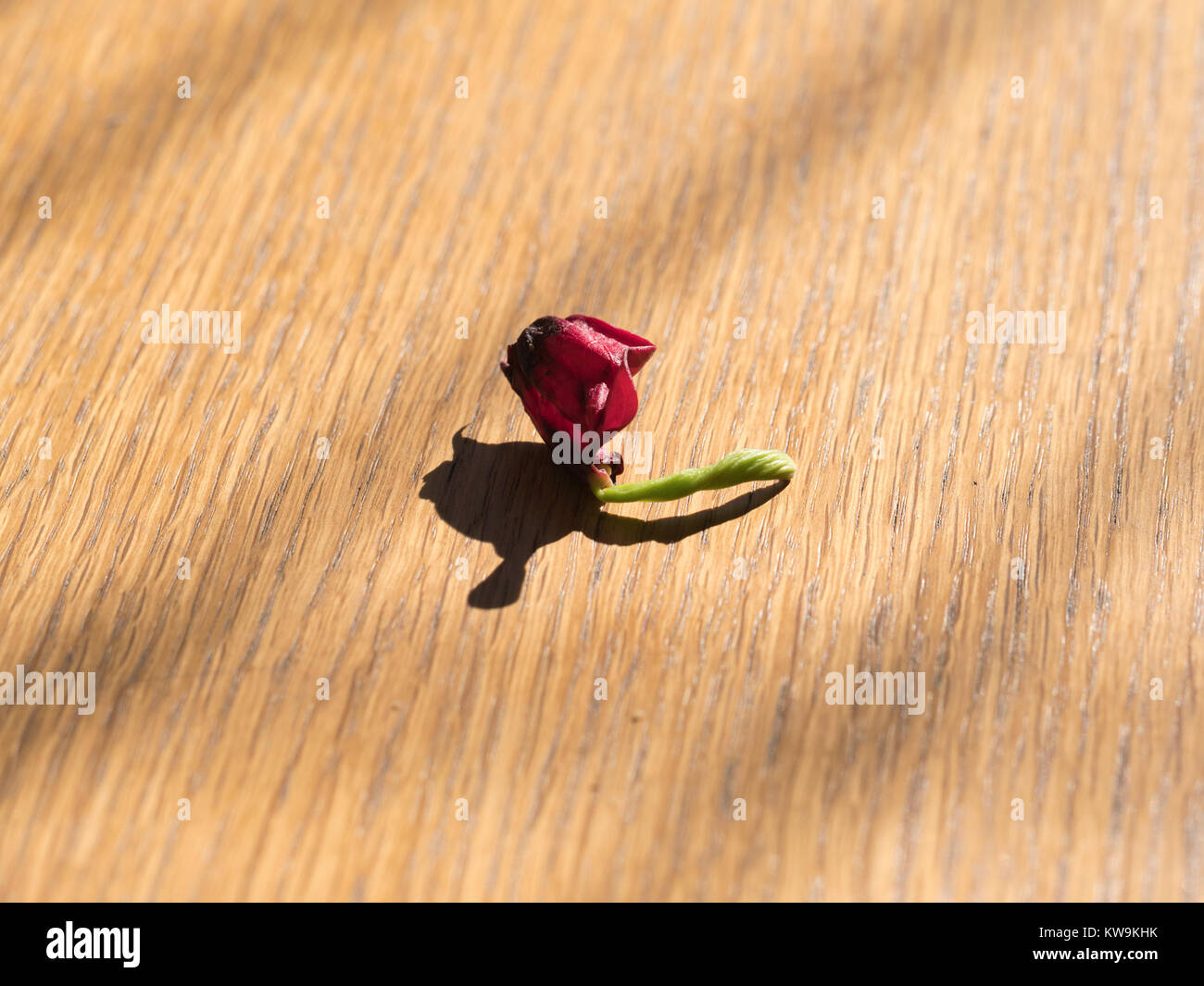 Bright red in the sunshine hi-res stock photography and images - Alamy