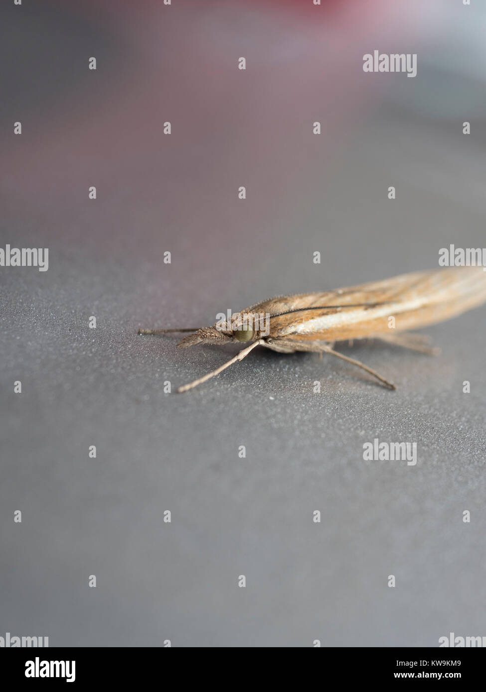 Winged bug hi-res stock photography and images - Alamy