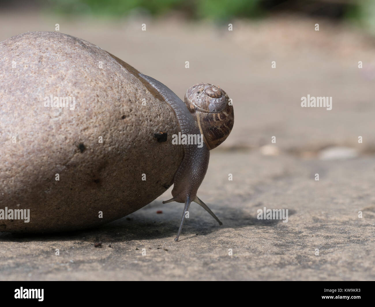 snail crawls down from pebble to ground Stock Photo - Alamy