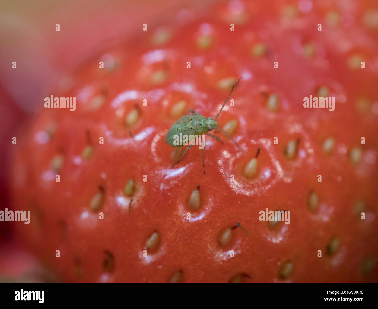 bright red strawberry with bug standing on it Stock Photo - Alamy
