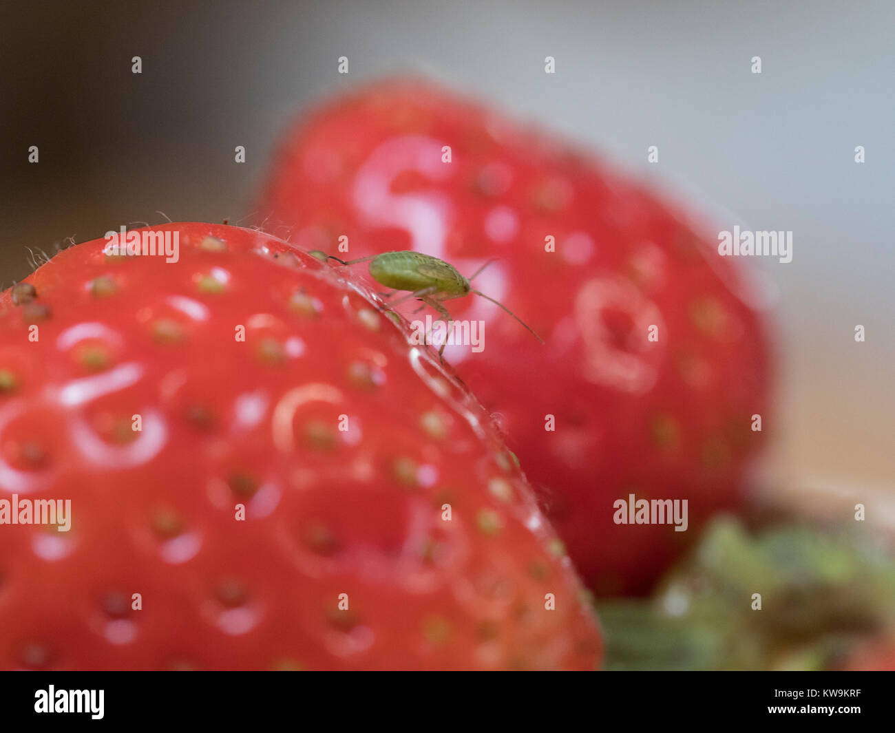 bright red strawberry with bug standing on it Stock Photo - Alamy