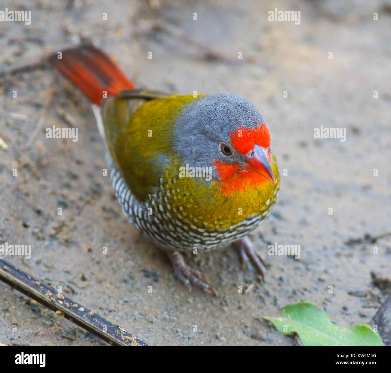Green-winged Pytilia (Pytilia melba) at the Mkuze Game Reserve, KwaZulu ...