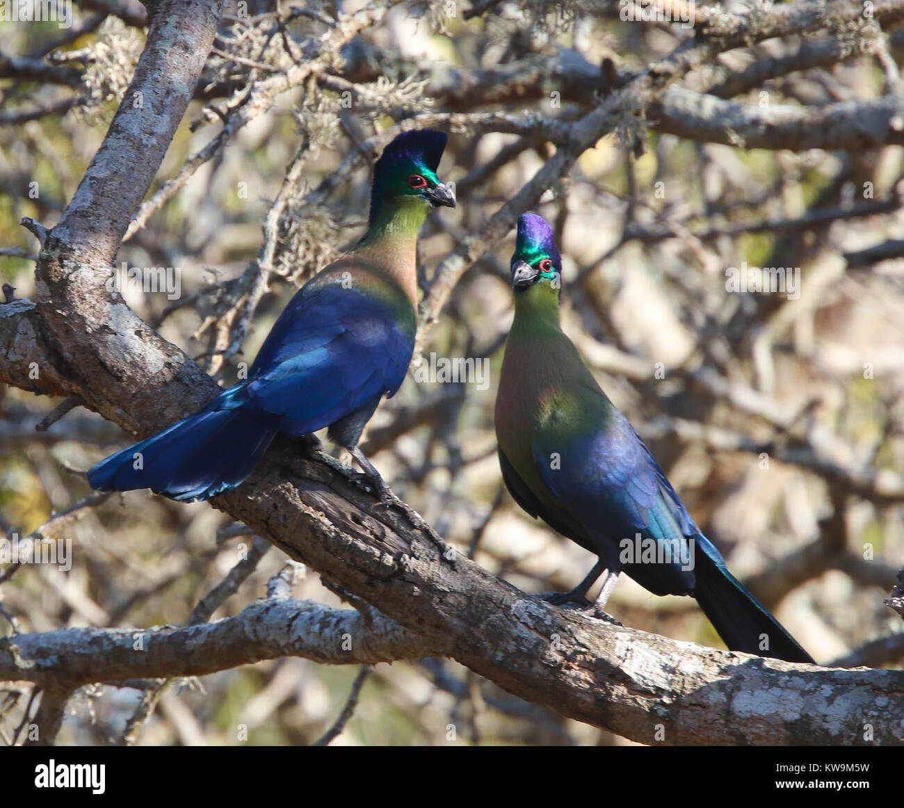Purple-crested Turaco (Tauraco porphyreolophus) at the Mkuze Game ...