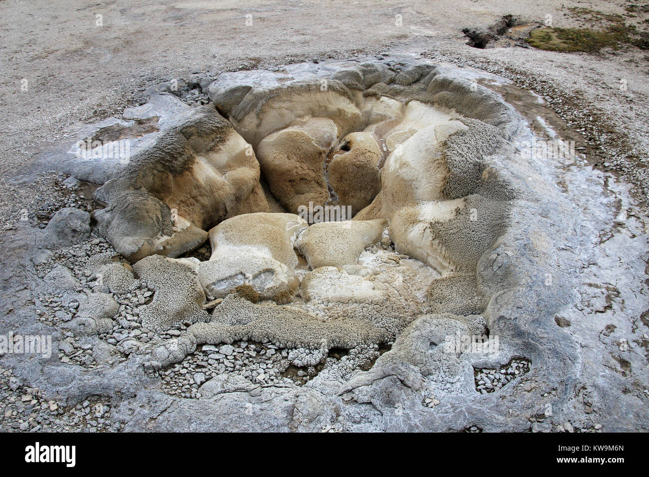 Wonder shell hi-res stock photography and images - Alamy