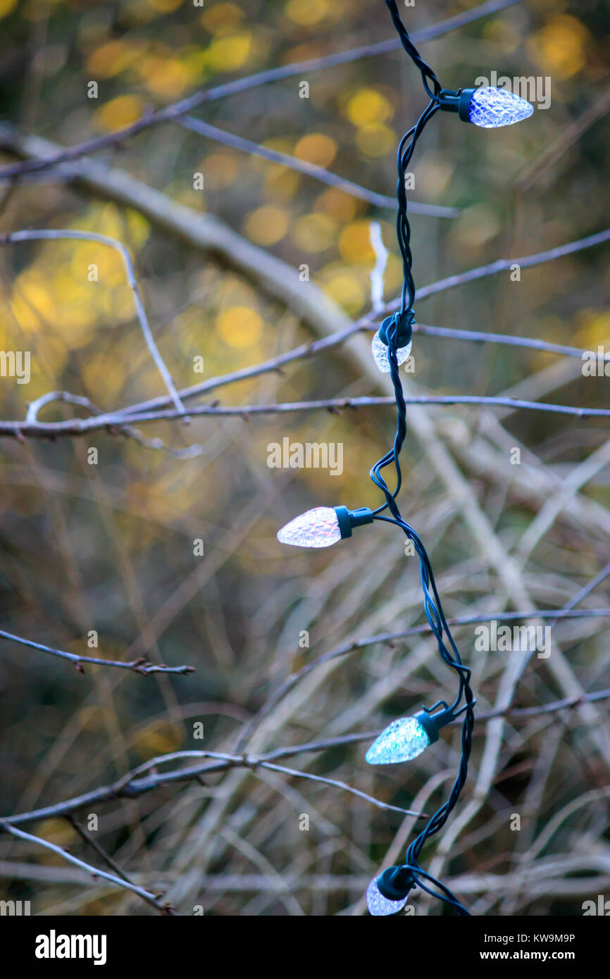 twigs and branches behind lights hanging down from above Stock Photo ...