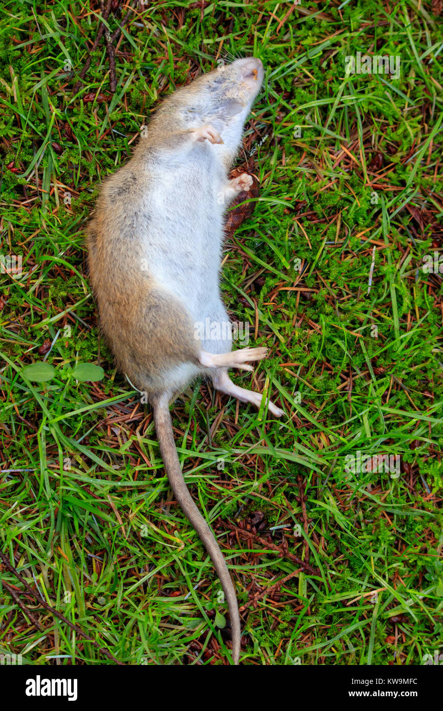 dead rat with large tail laying on grass in yard Stock Photo - Alamy