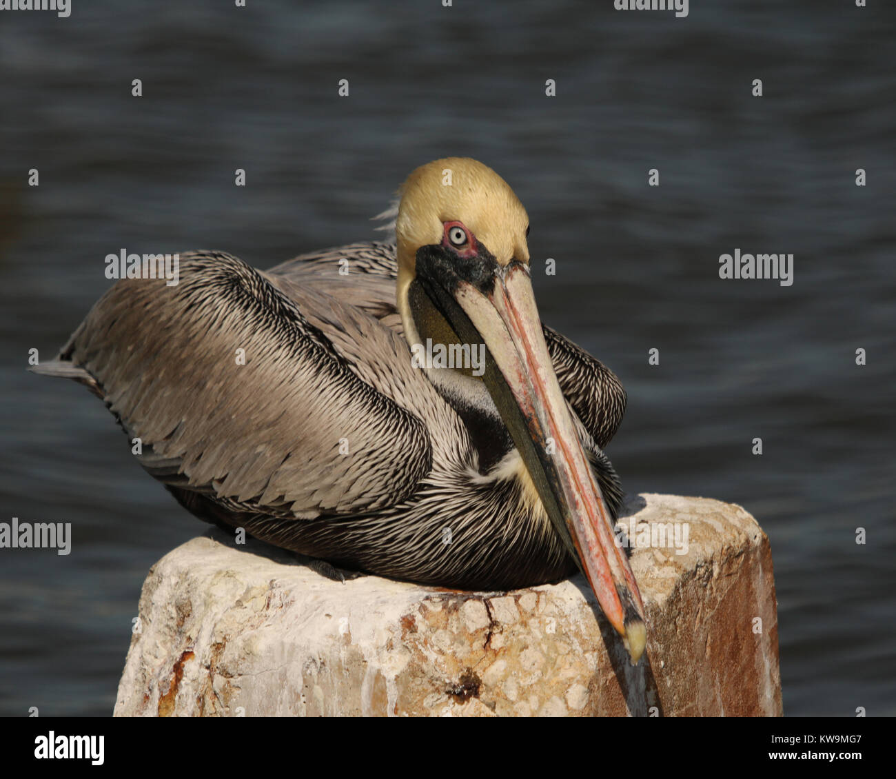 During their non breeding phase, the adult brown Pelican has a golden ...