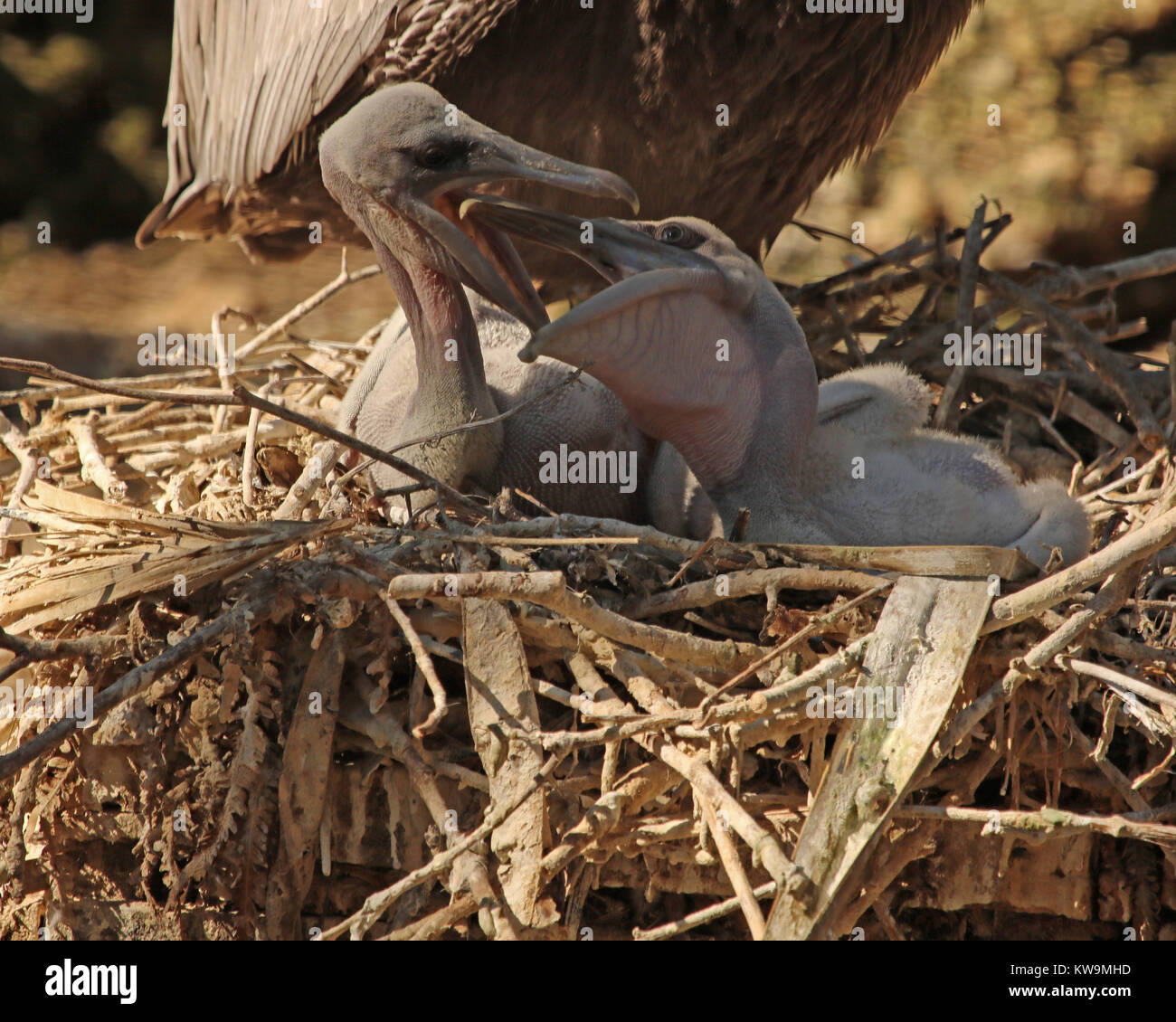 Baby pelicans hi-res stock photography and images - Alamy