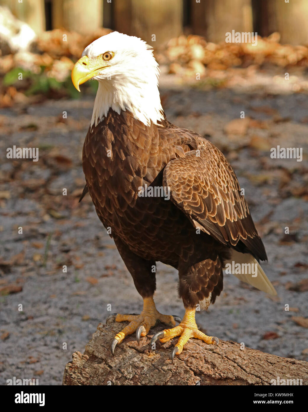 Eagle springs hi-res stock photography and images - Alamy
