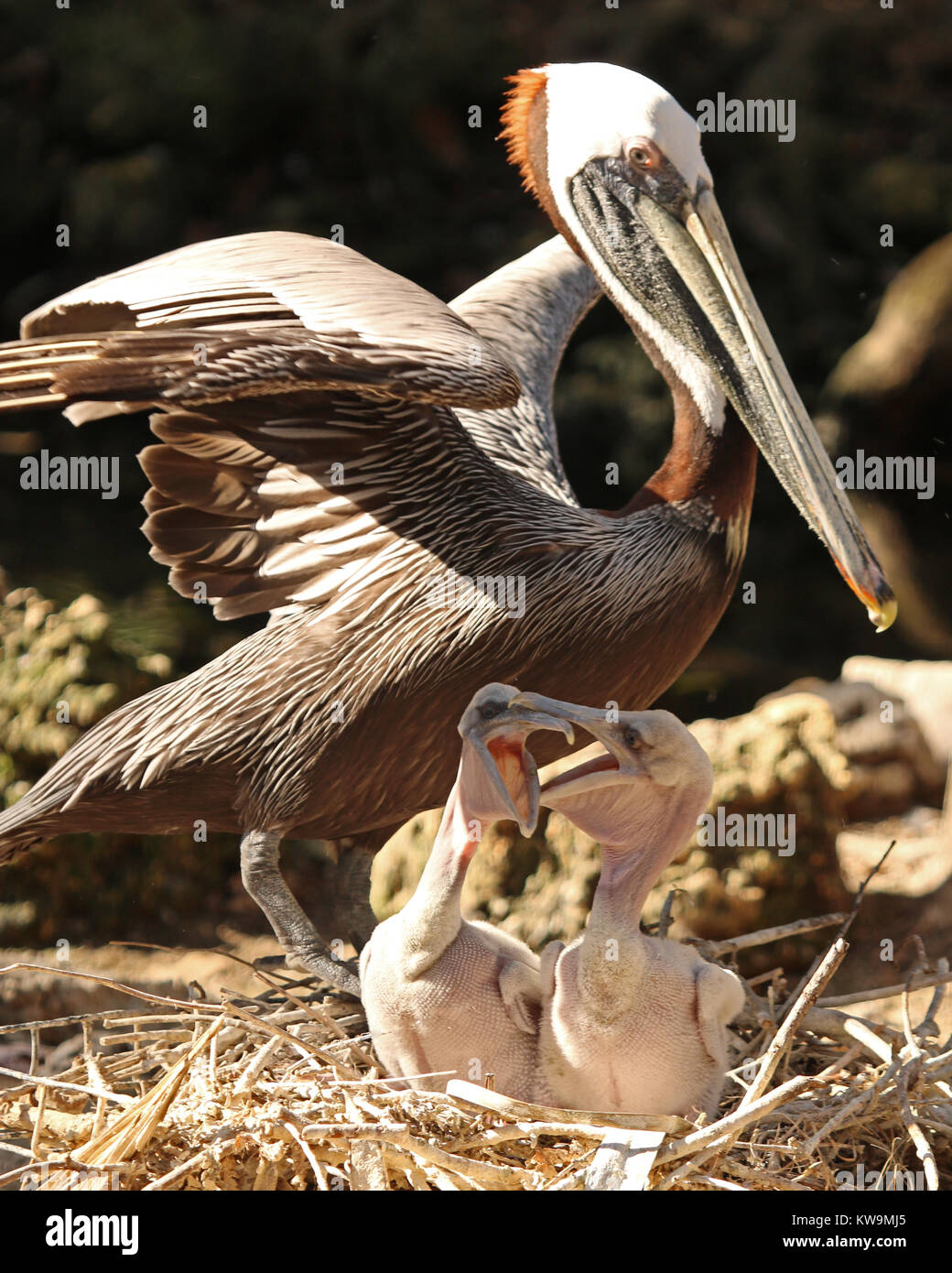 Mother pelican with baby bird hi-res stock photography and images - Alamy