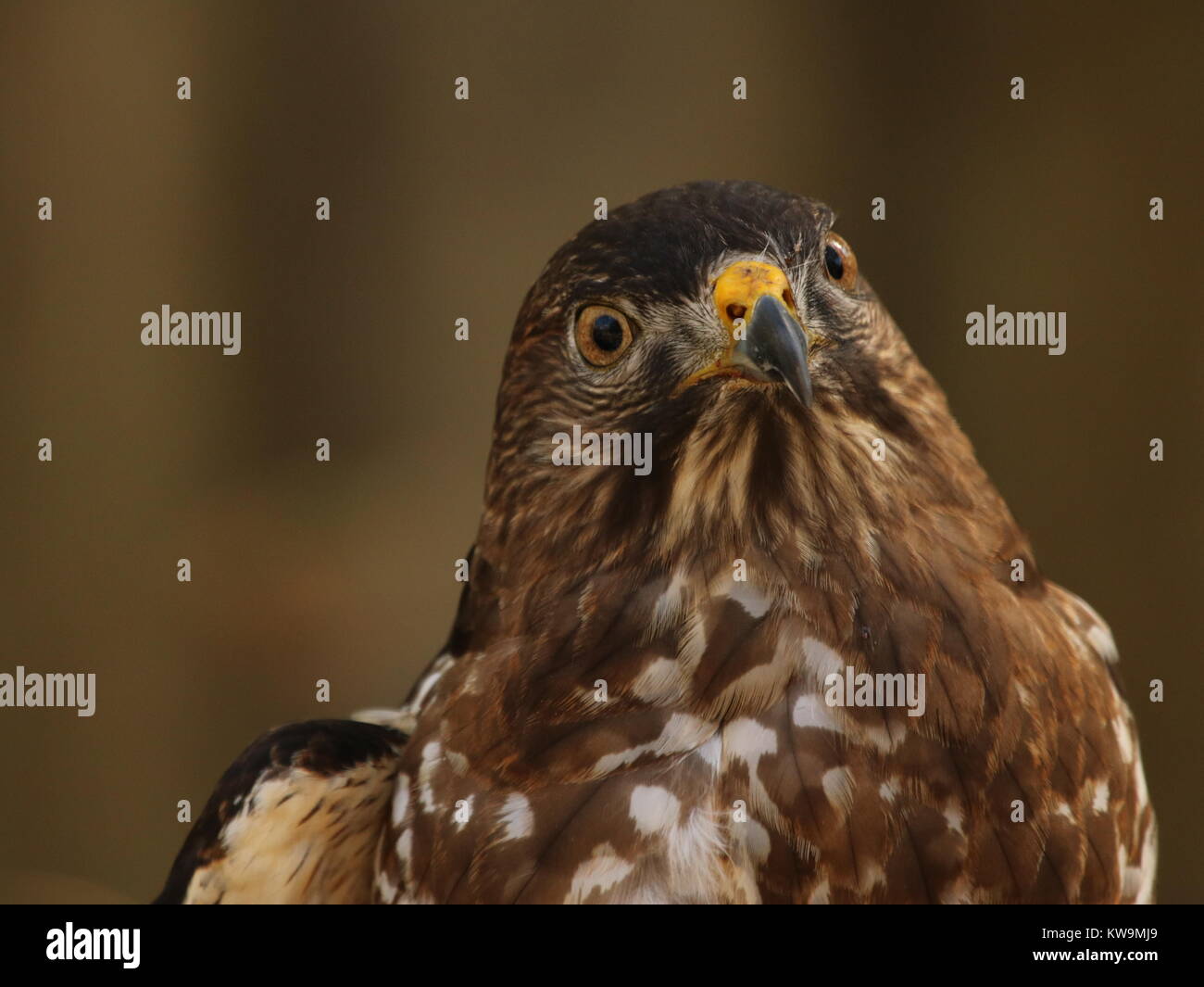 Closeup of Cooper's hawk with expressive face Stock Photo - Alamy