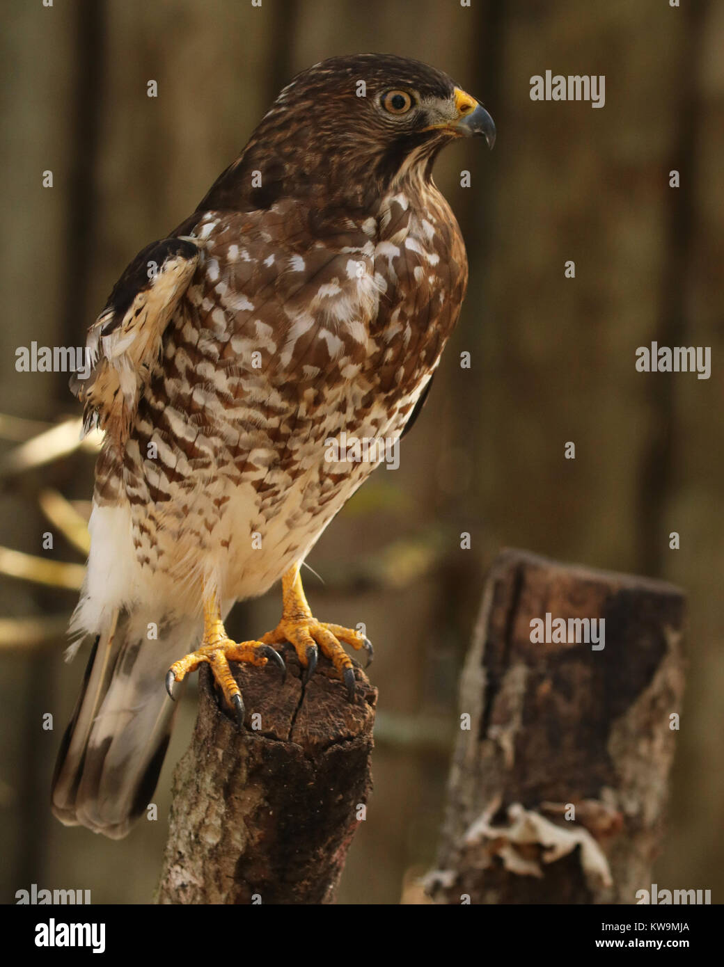 The Cooper's hawk is often heard crashing through the tree branches as ...