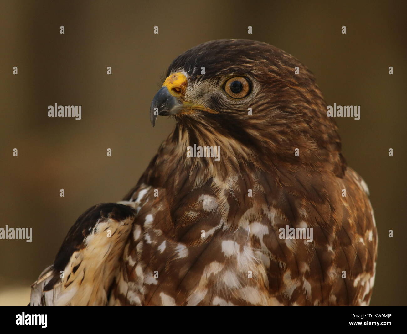The Cooper's hawk kills it's prey by squeezing it to death with it's ...