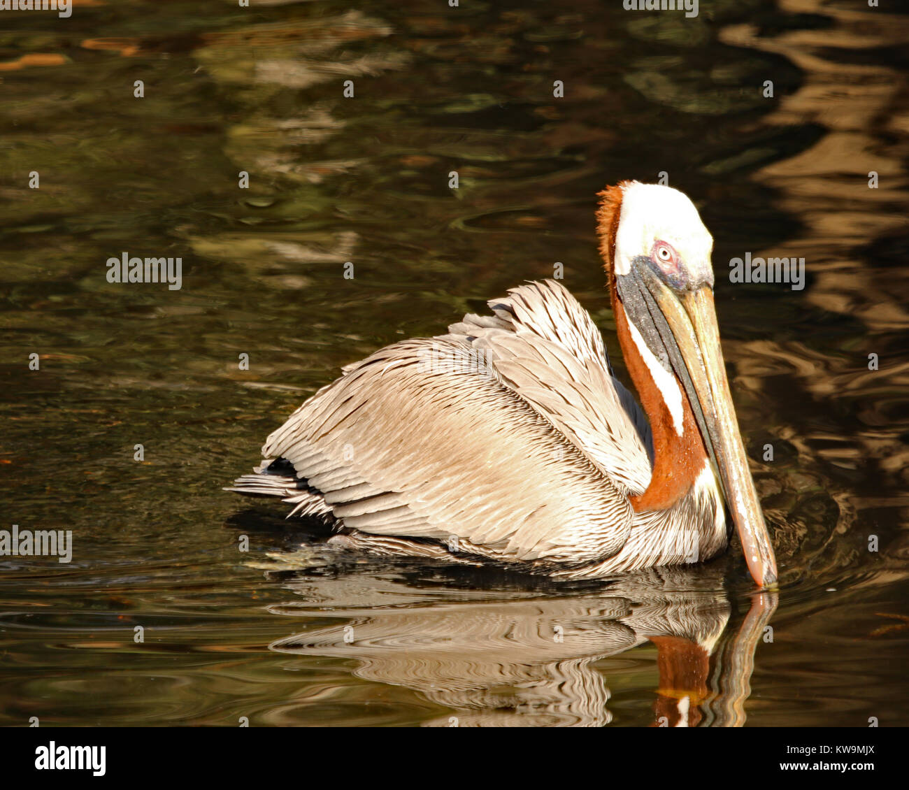 During breeding season the plumage on the Brown Pelican turns from a ...