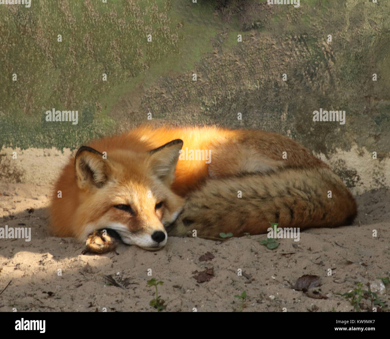 Red fox curled hi-res stock photography and images - Alamy