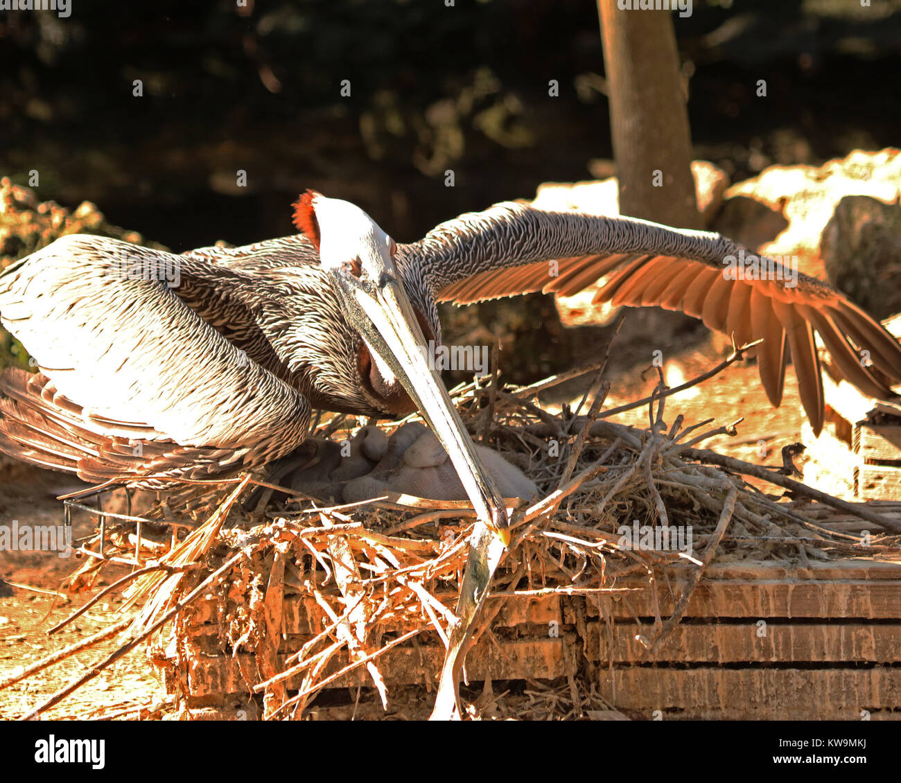 Baby Brown Pelican Stock Photos & Baby Brown Pelican Stock Images - Alamy