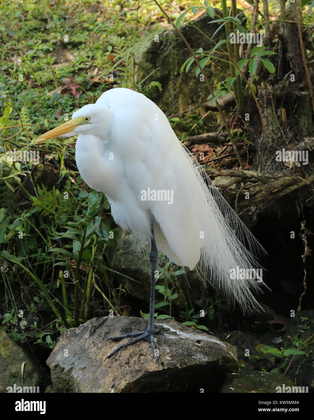 Rock profile hi-res stock photography and images - Alamy