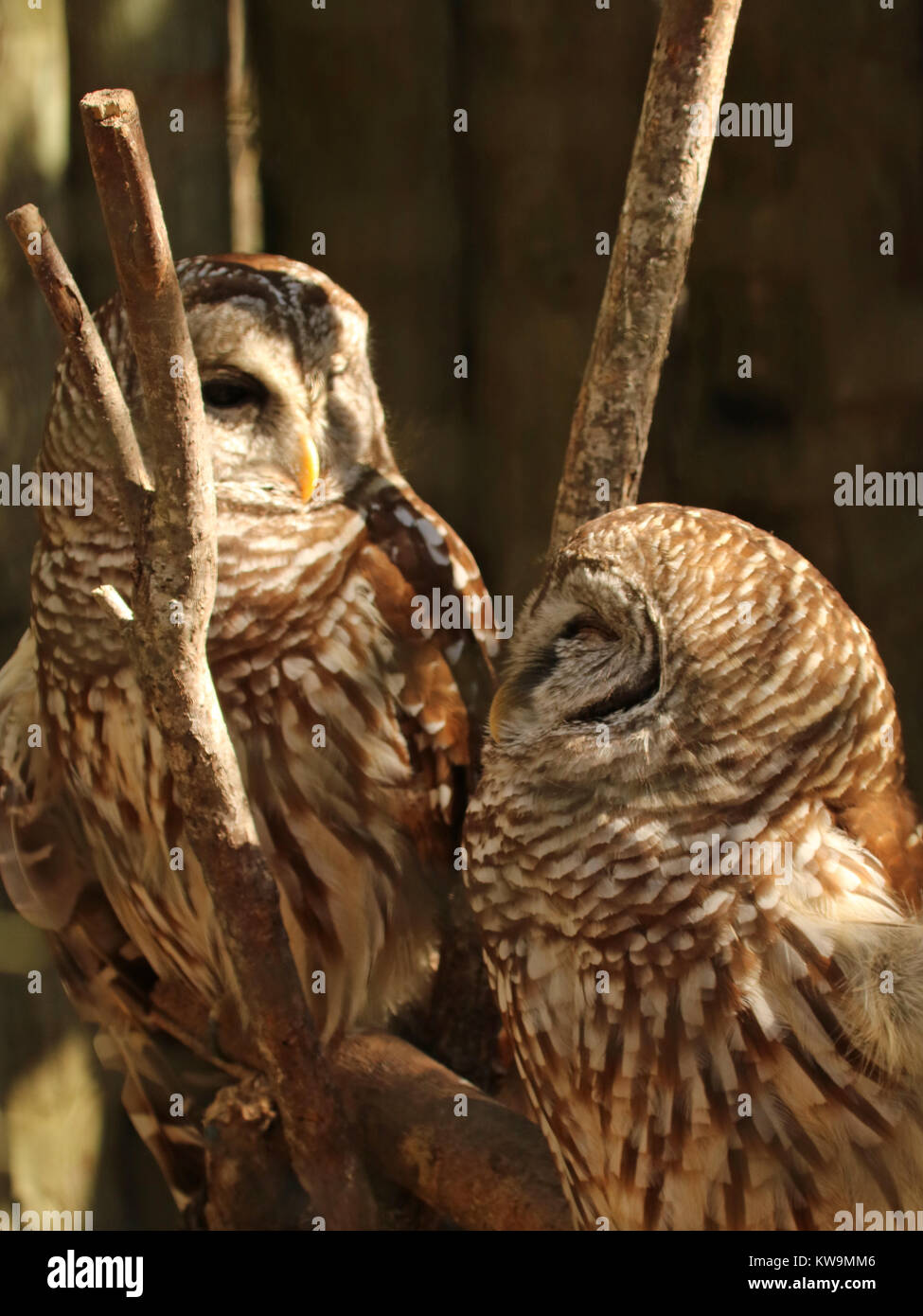 Pair of Barred owls in perch Stock Photo - Alamy