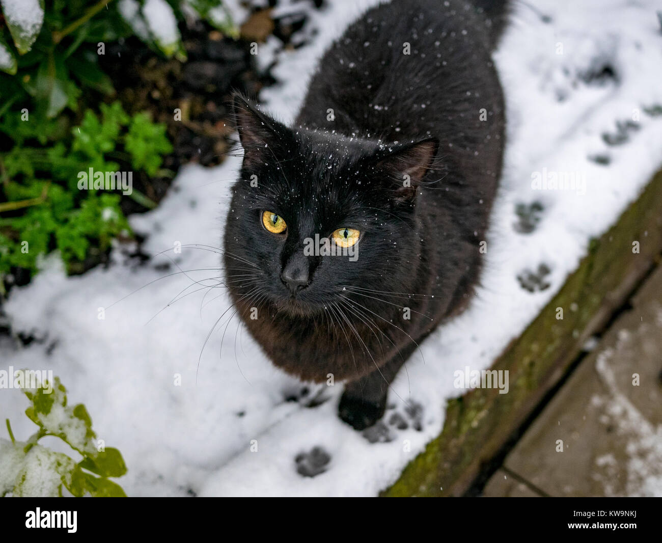 Black cat in snow Stock Photo - Alamy