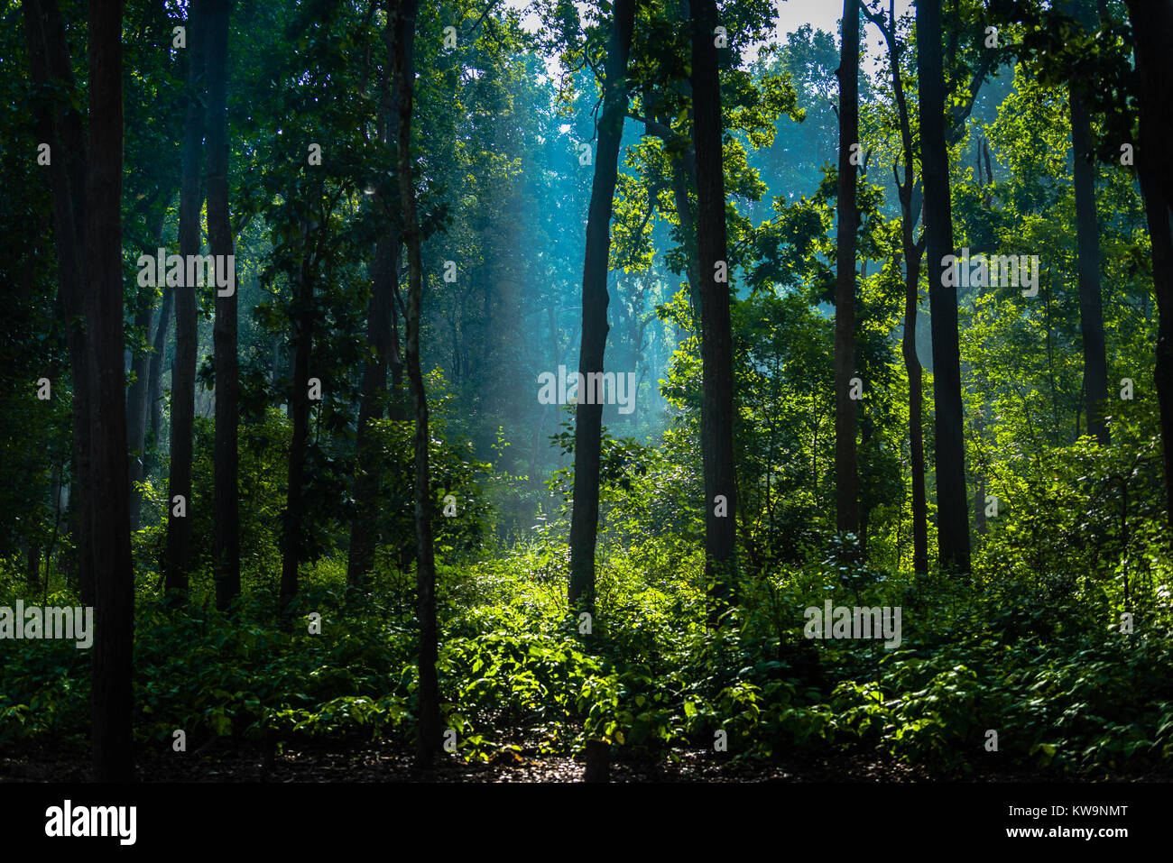 Backlight sun rays with mist appearing at Jim Corbett forest Stock ...