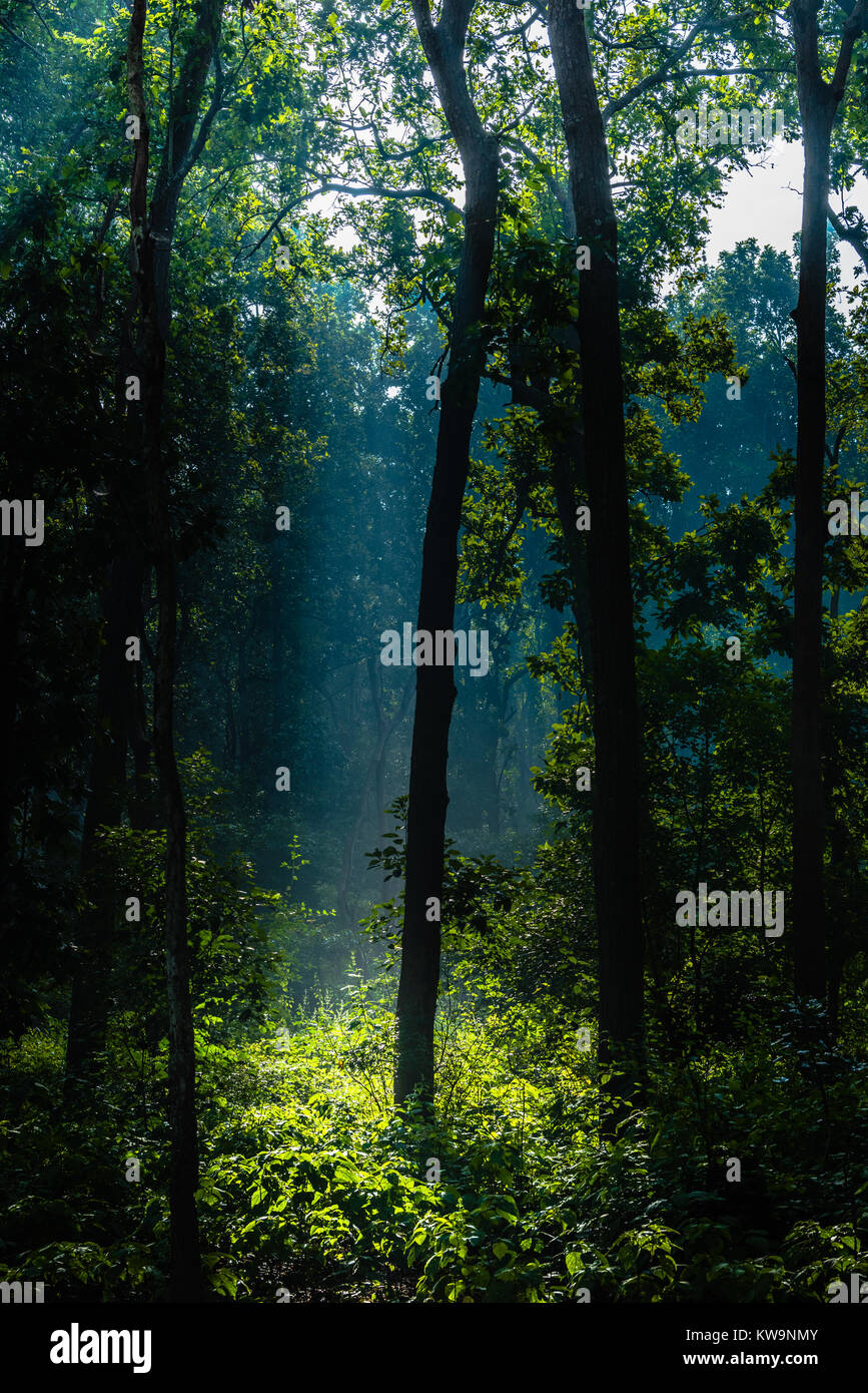 Backlight sun rays with mist appearing at Jim Corbett forest Stock ...