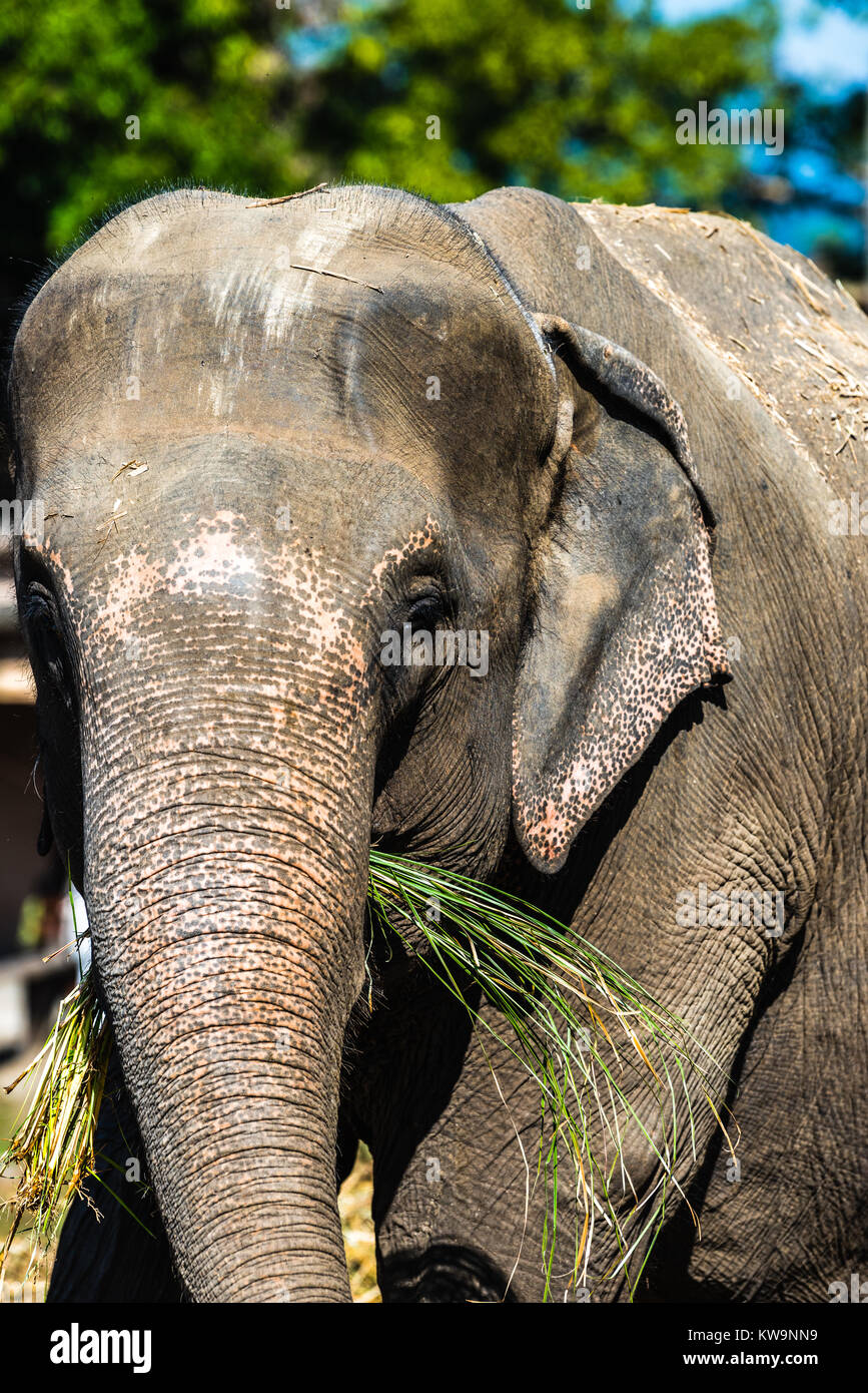 Indian Domestic Elephants at Jim Corbett National Park Stock Photo - Alamy
