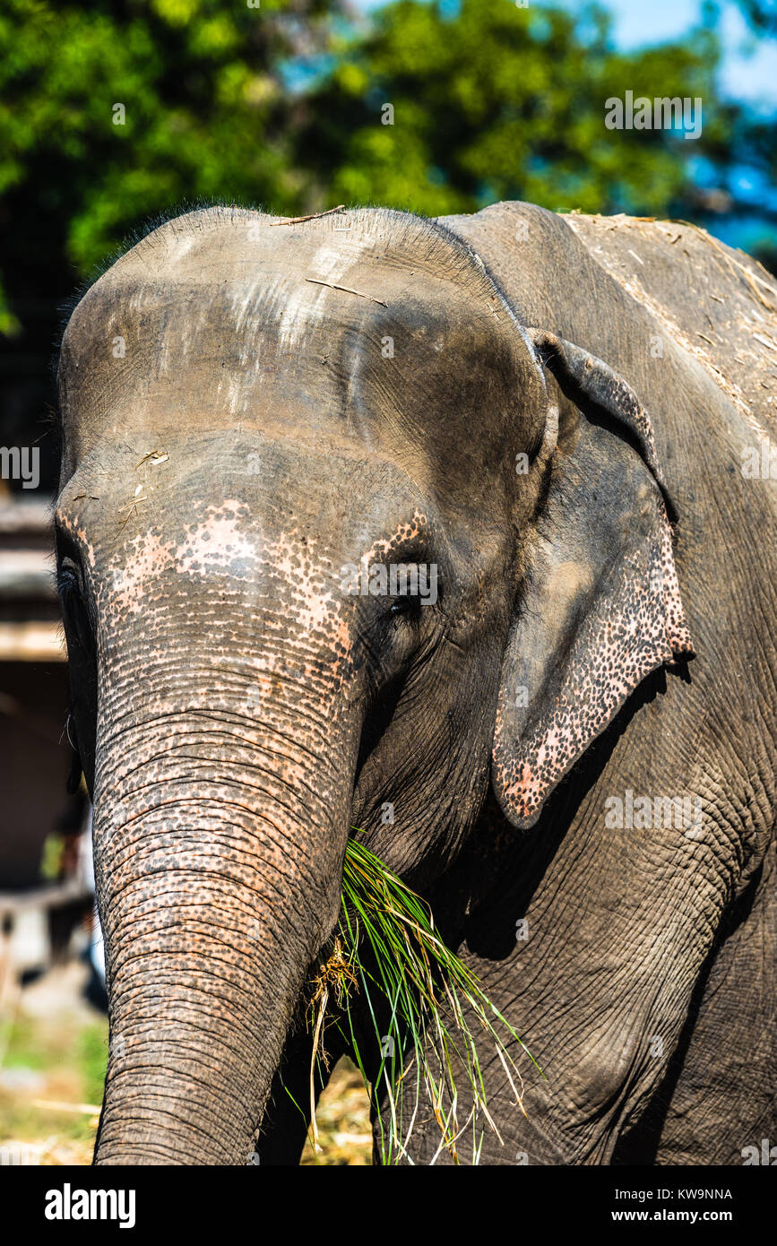 Indian Domestic Elephants at Jim Corbett National Park Stock Photo - Alamy
