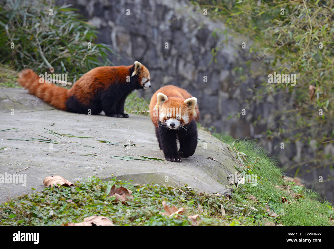 Panda Tree Mountains High Resolution Stock Photography and Images - Alamy