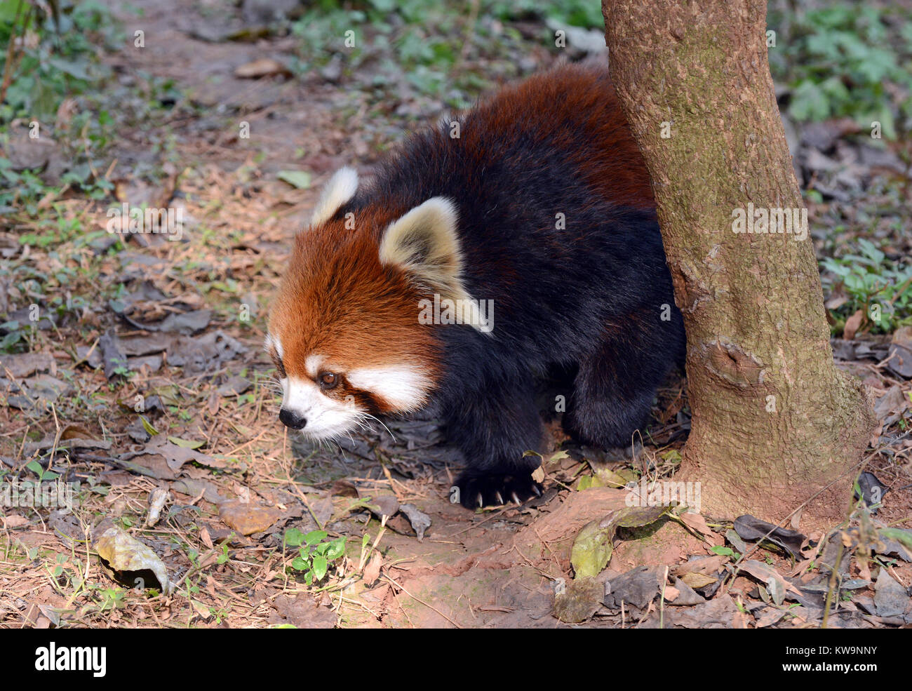 Red Panda or Lesser Panda near Chengdu, Sichuan Province, China Stock ...